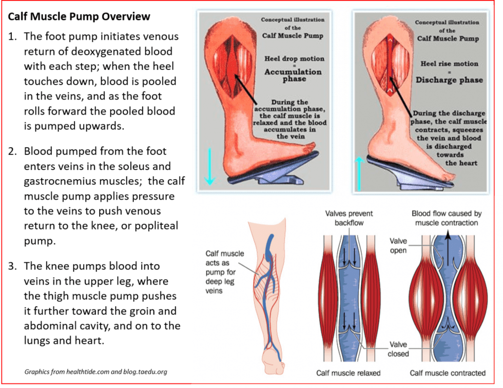 Calf Muscle Pump Steinmann Prosthetics Orthotics Calf Muscle Pump Steinmann Prosthetics Orthotics